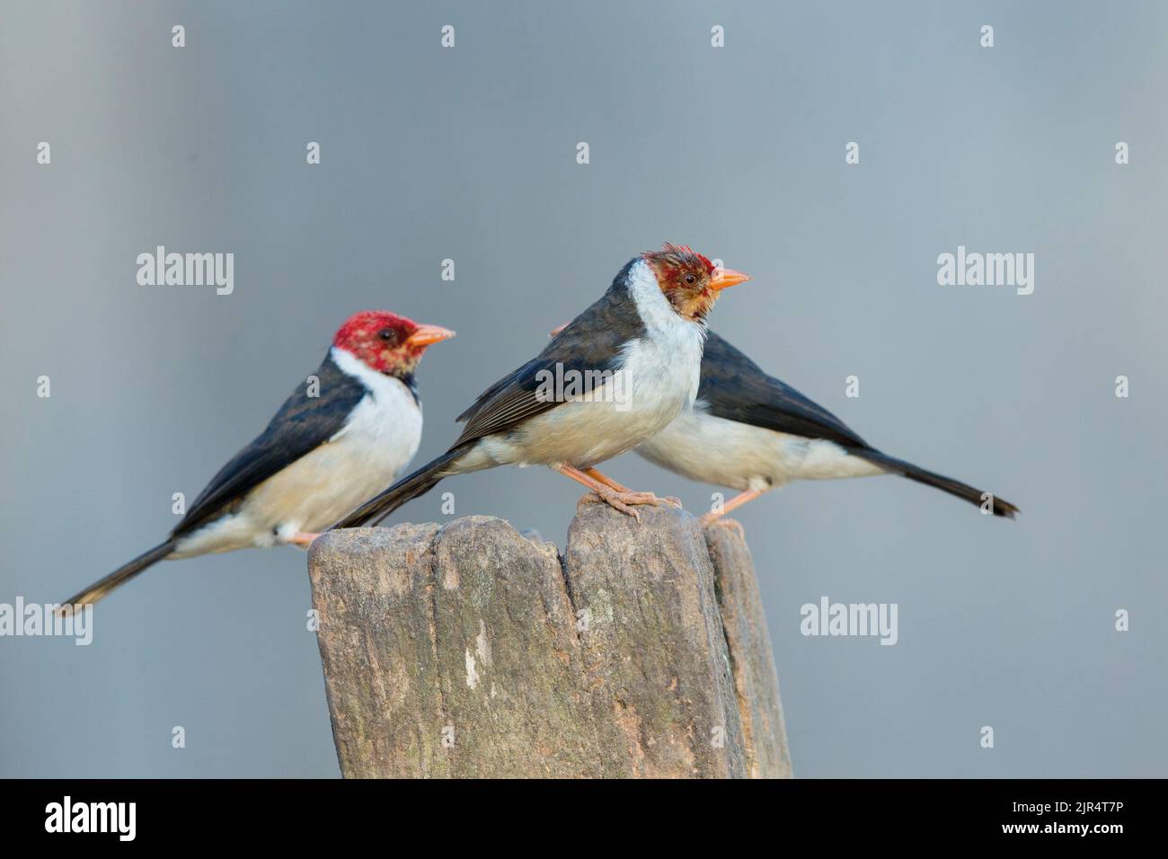 Group of cardinals hi-res stock photography and images - Alamy