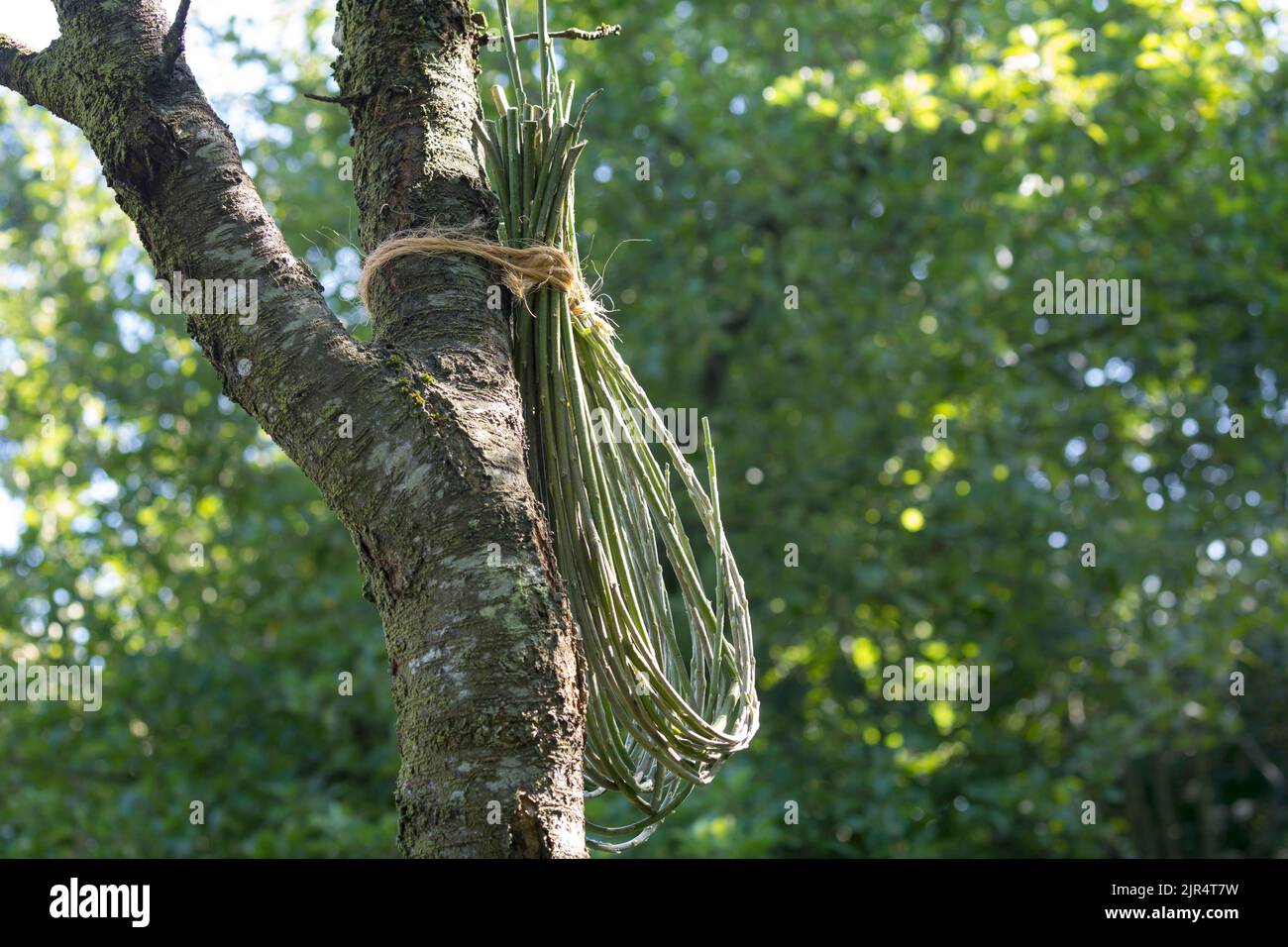 tying a nesting bag from flexible twigs and tendrils, nesting aid at a ...