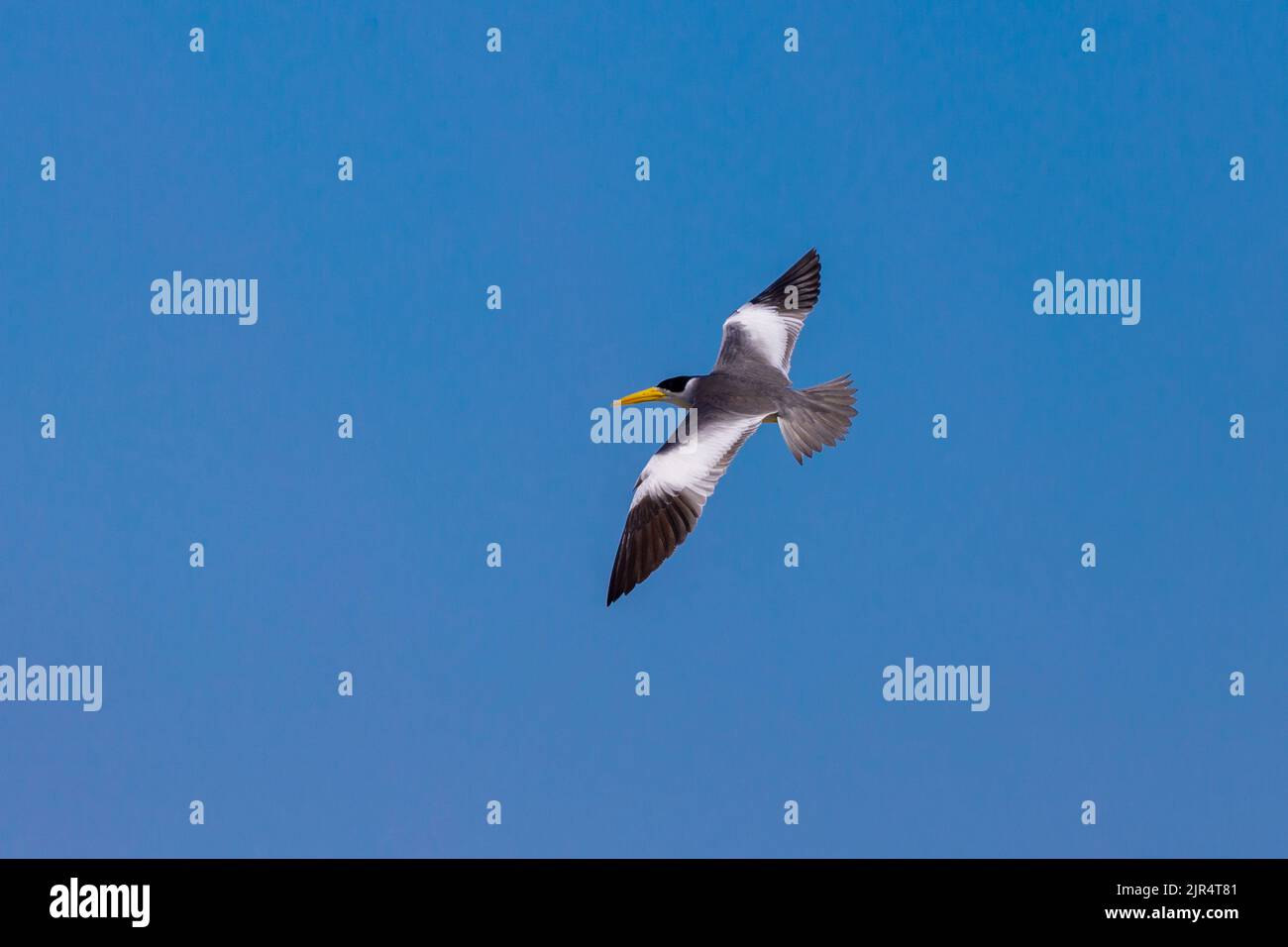 large-billed tern (Phaetusa simplex), in flight at blue sky, Brazil ...