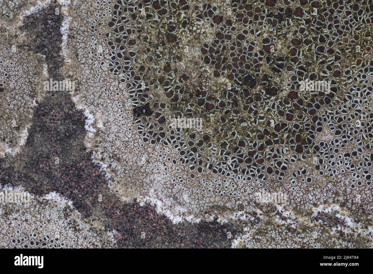 Crustose lichen (Lecanora campestris), grow on a wall, close-up ...