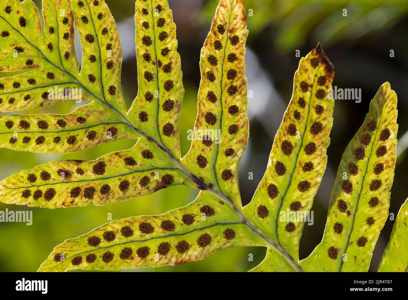 common polypody (Polypodium vulgare), sori on the underside of the leaf ...