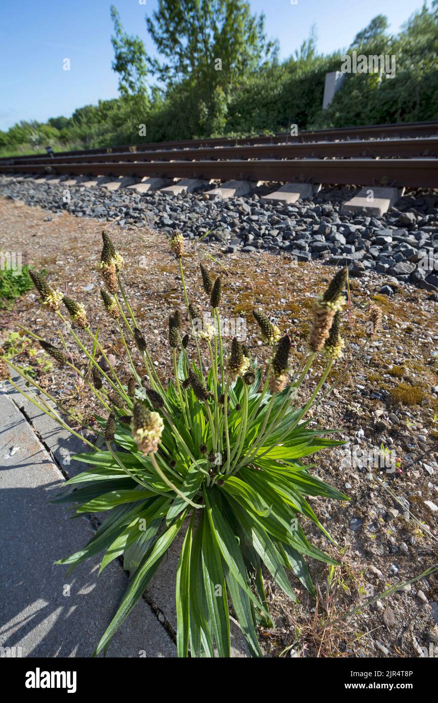 buckhorn plantain, English plantain, ribwort plantain, rib grass ...