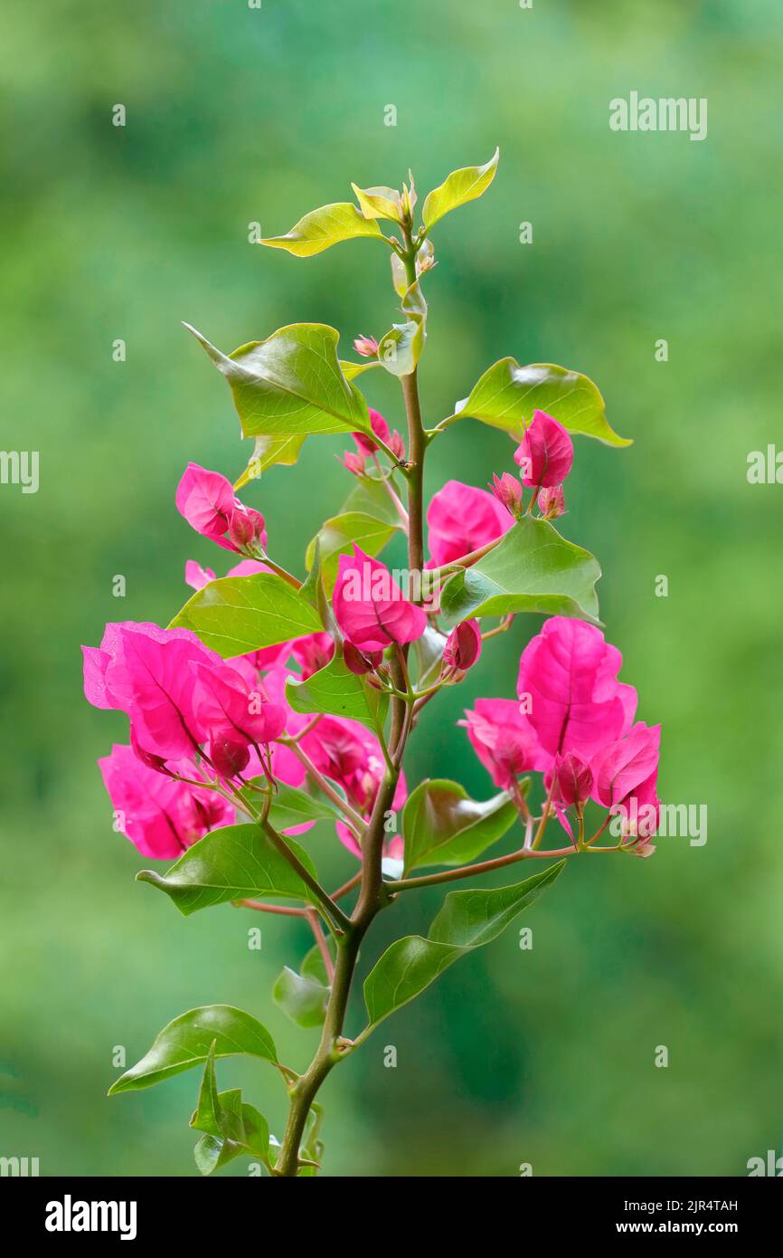 Lesser bougainvillea, Paperflower (Bougainvillea glabra 'Alexandra ...