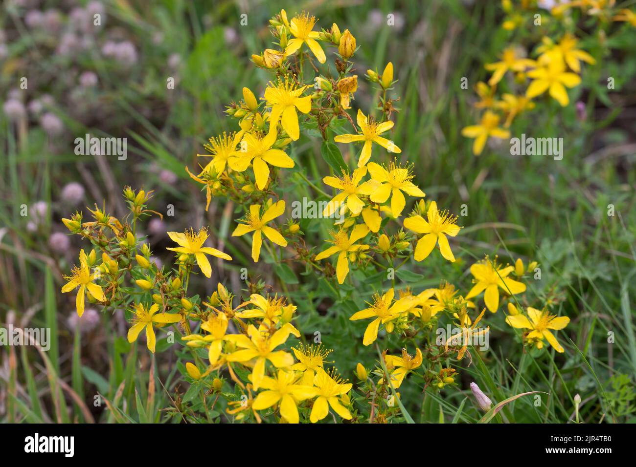 Common St Johns-wort, perforate St Johns-wort, klamath weed, St. Johns ...