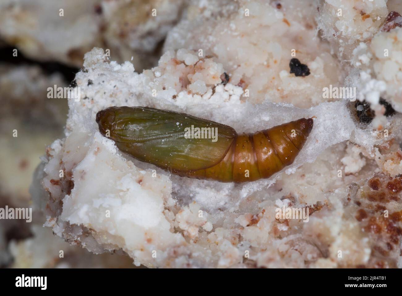 New pine knot-horn, Maritime pine borer (Dioryctria sylvestrella), pupa ...