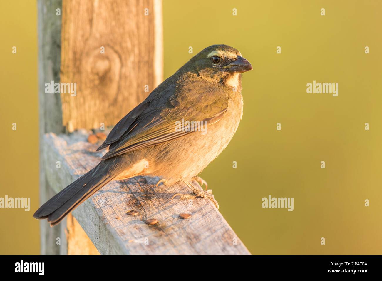 Greyish saltator hi-res stock photography and images - Alamy
