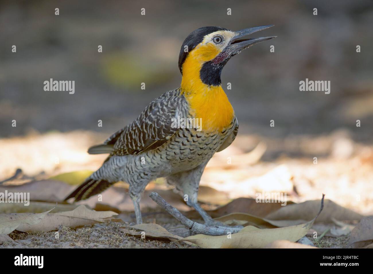 campo flicker (Colaptes campestris), female, Brazil, Pantanal Stock ...
