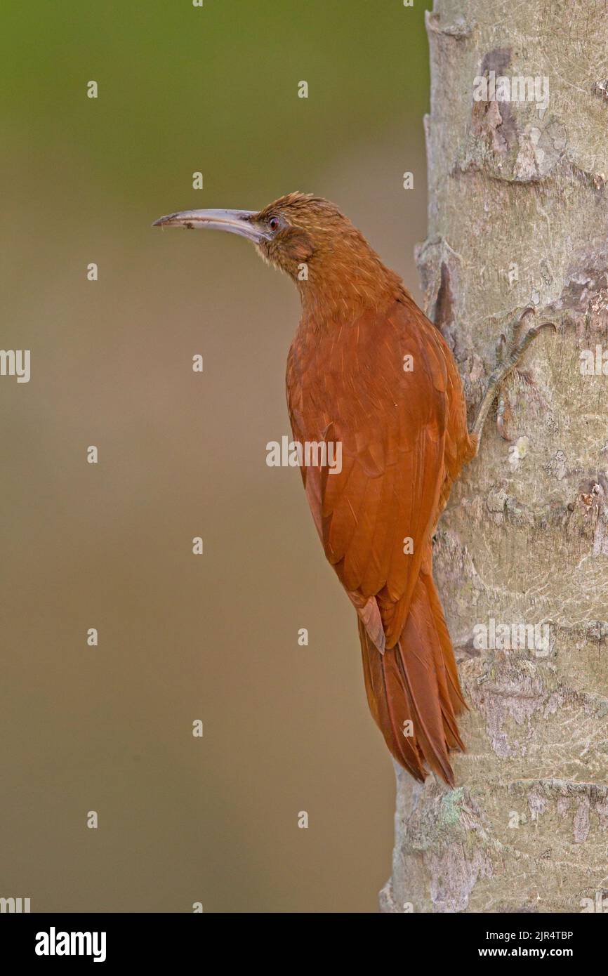 great rufous woodcreeper (Xiphocolaptes major), perched on a tree trunk ...