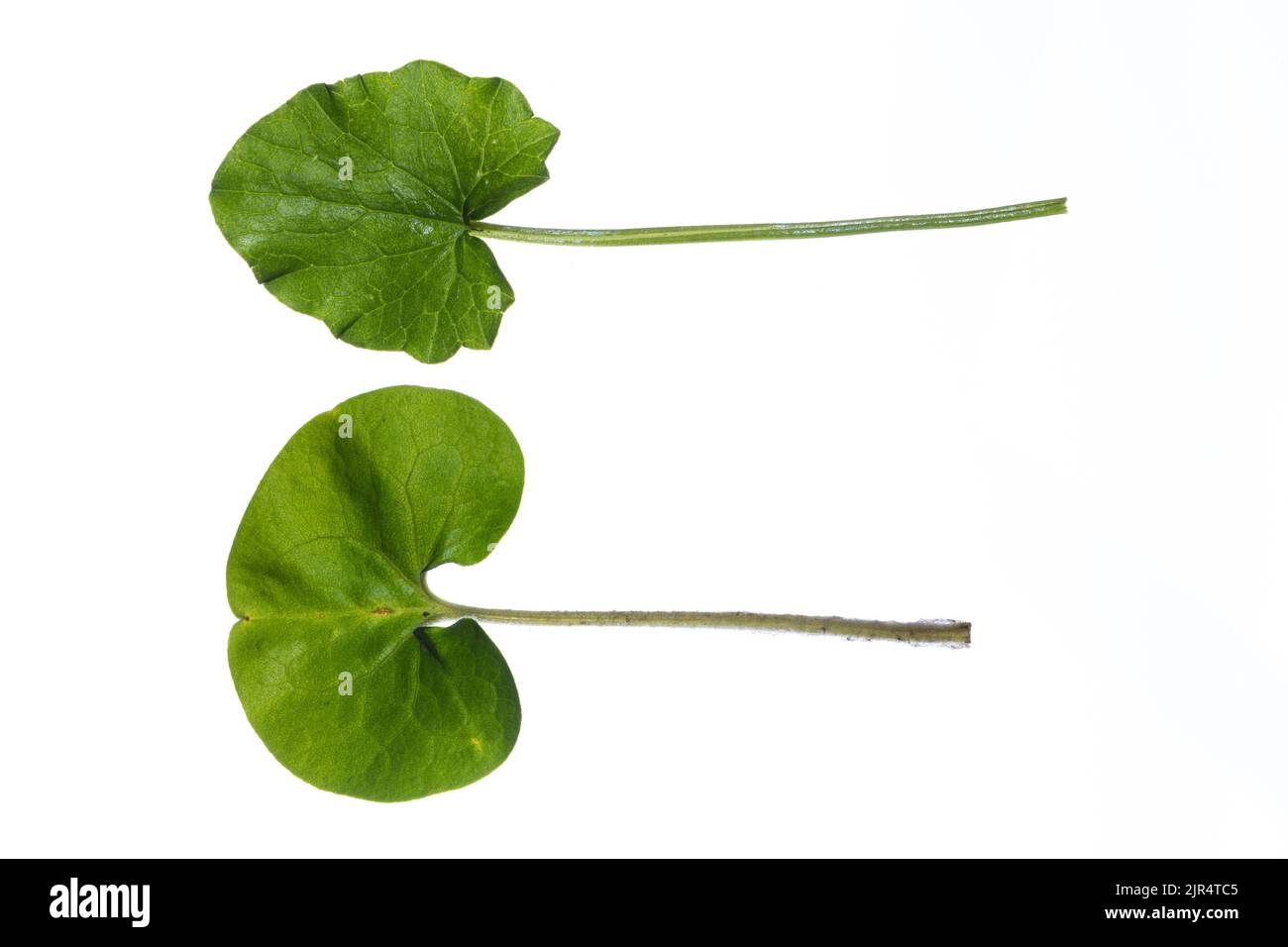 Asarabacca, European Wild Ginger, Wild Ginger, hazelwort, Wild ...