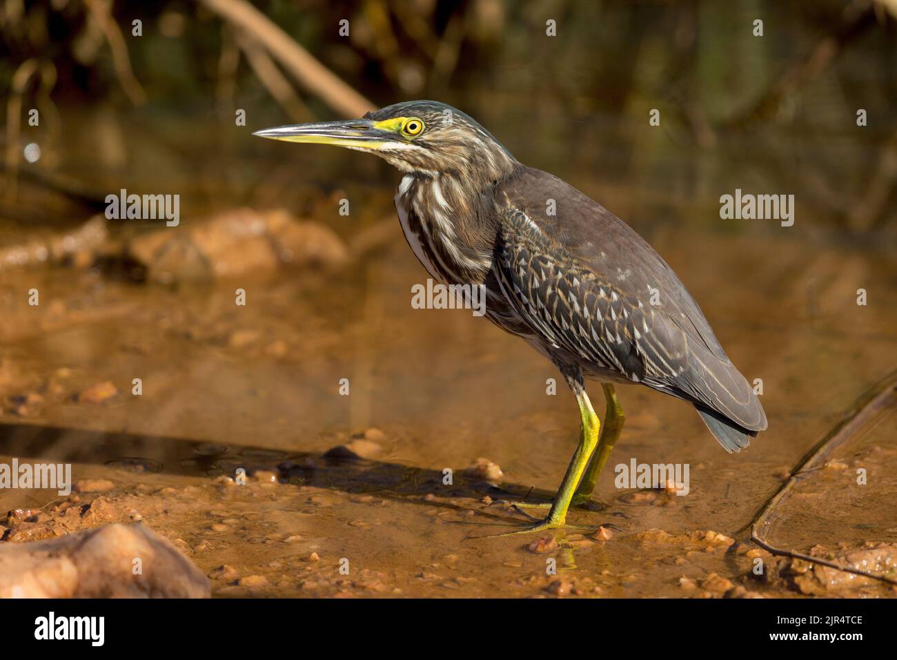 Striated heron, Mangrove heron, Little heron, Green-backed heron ...