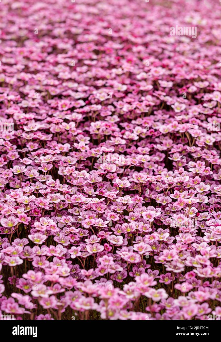 Ground cover background hi-res stock photography and images - Alamy