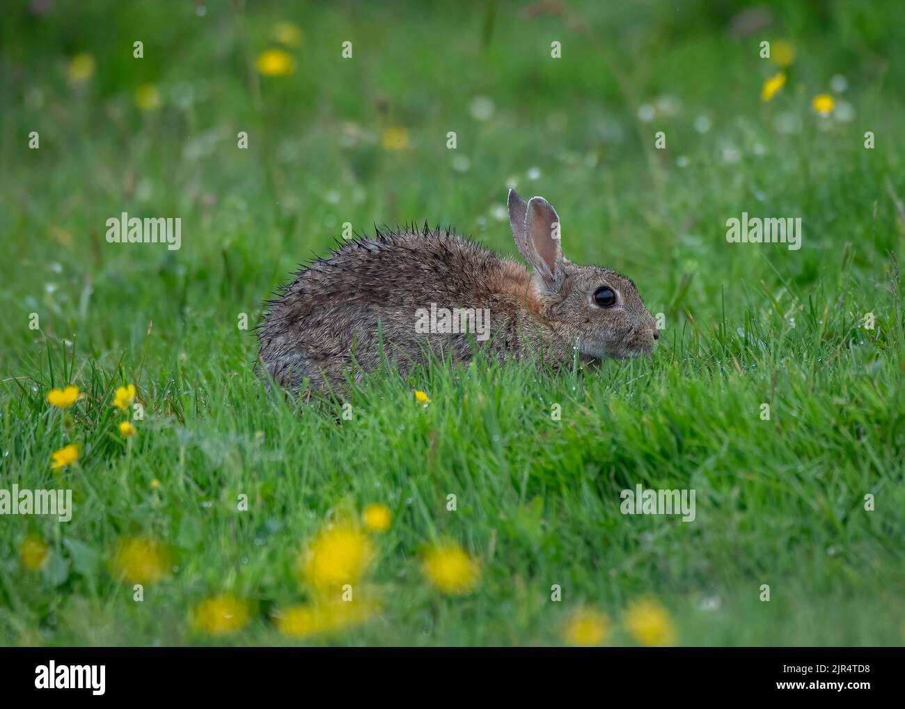 Rabbit (Oryctolagus cuniculus), grazing in wet grass, Clumlie, Shetland ...