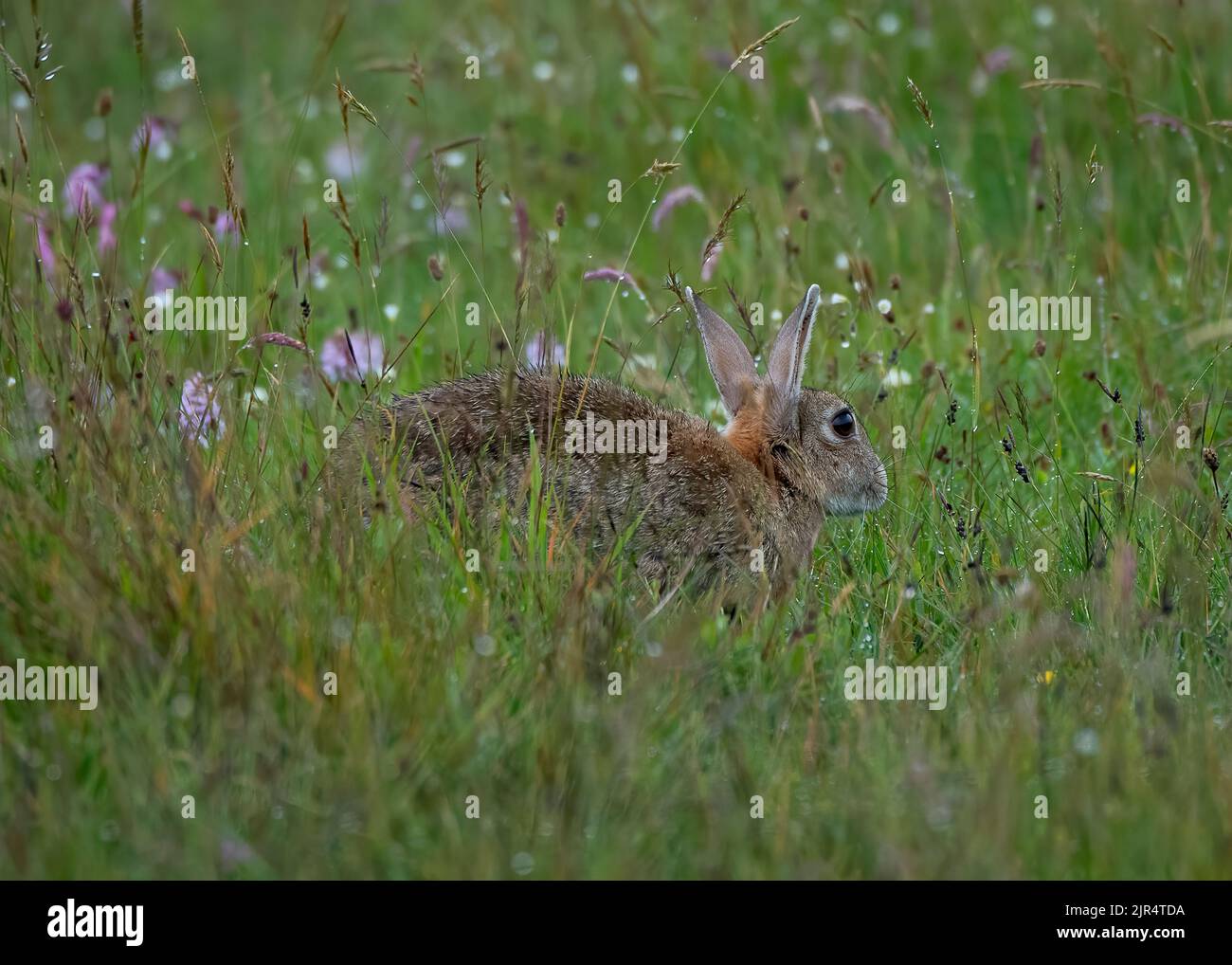 Rabbit (Oryctolagus cuniculus), grazing in wet grass, Clumlie, Shetland ...