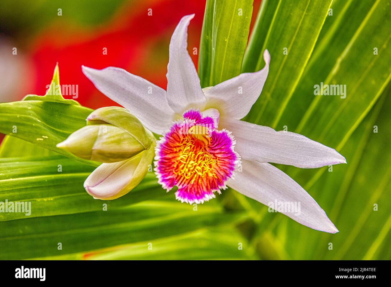 Thunia gattonensis hi-res stock photography and images - Alamy