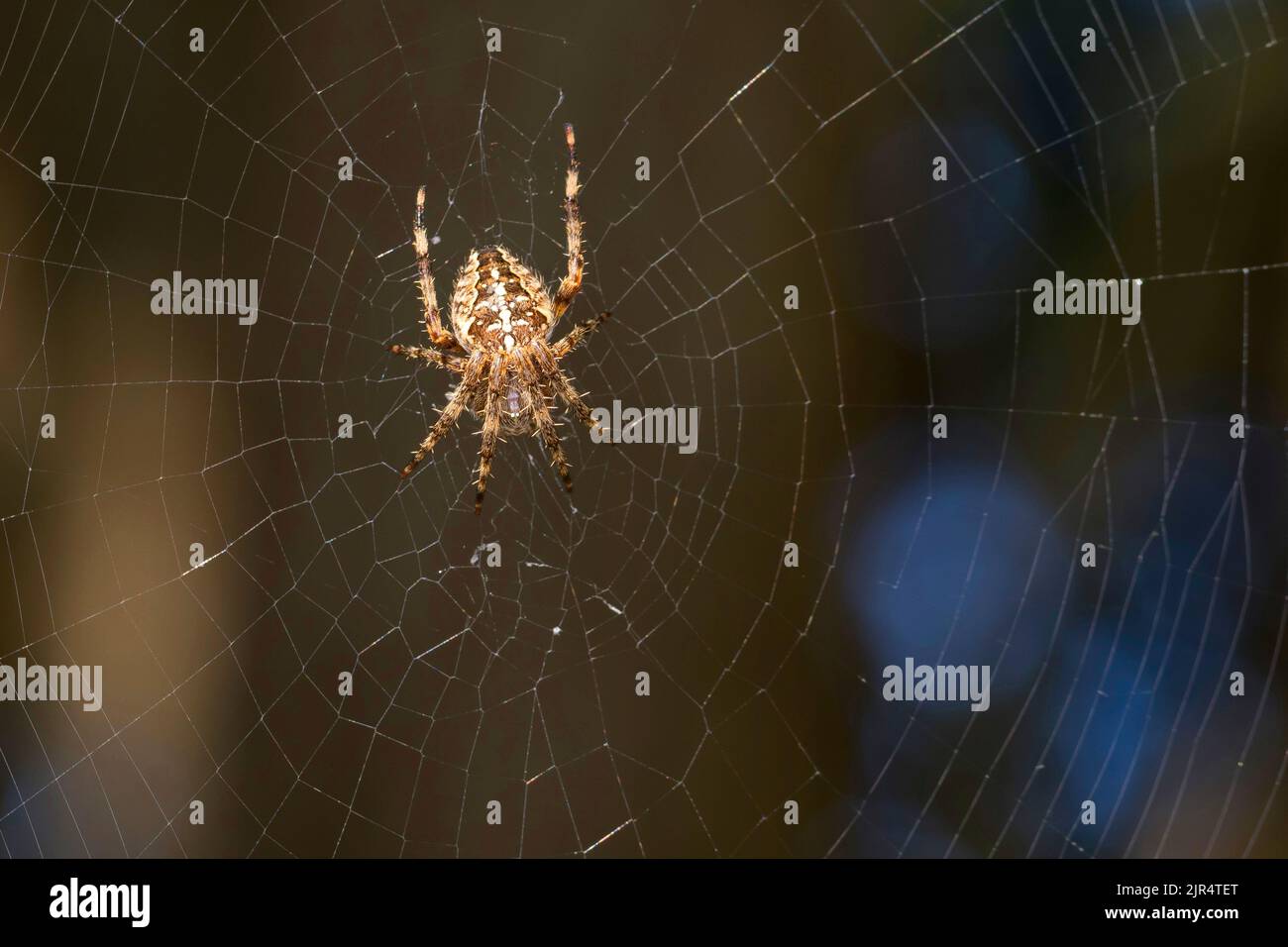 cross orbweaver, European garden spider, cross spider (Araneus ...