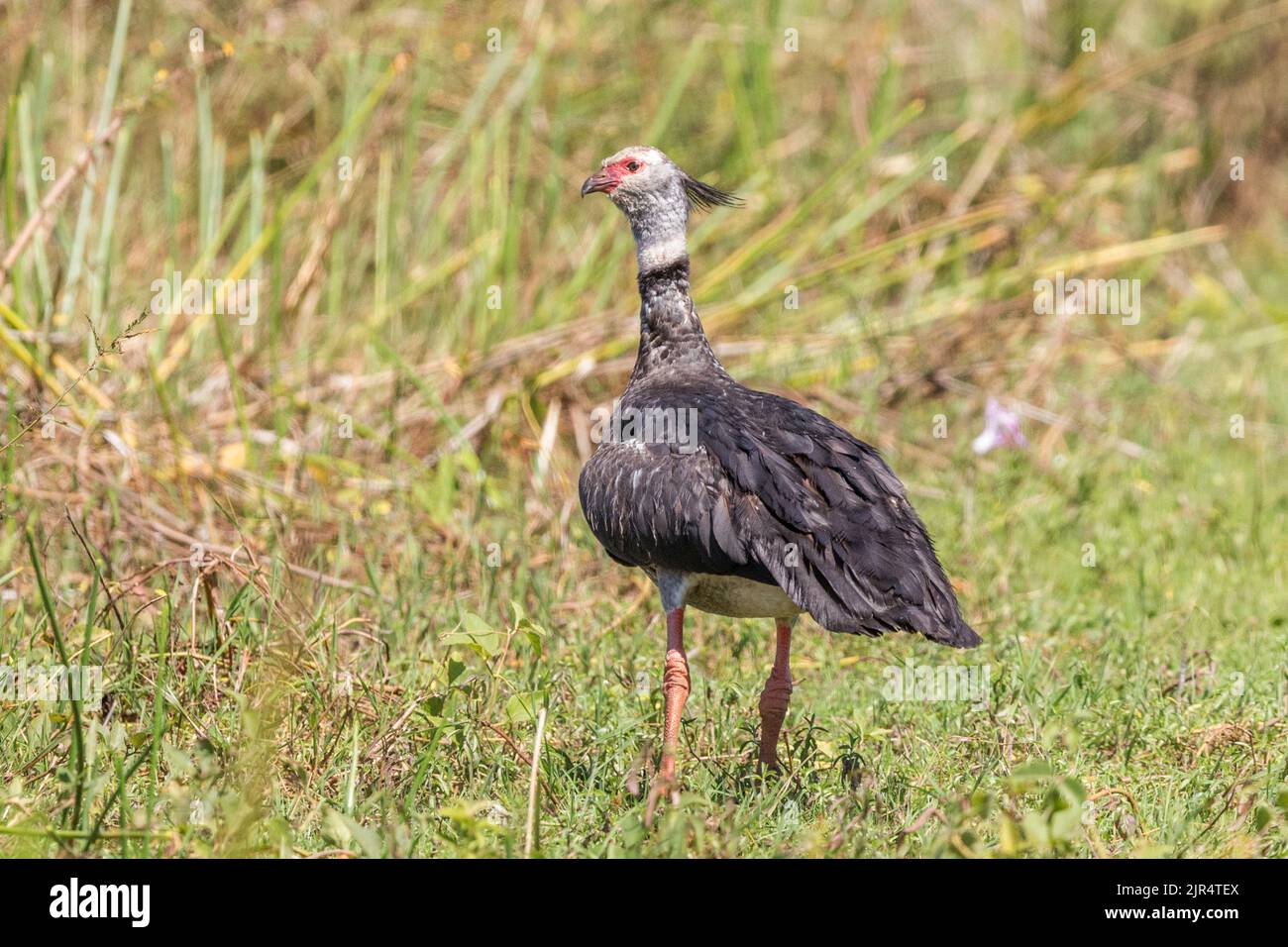 crested screamer (Chauna torquata), walks in greenland, Brazil ...