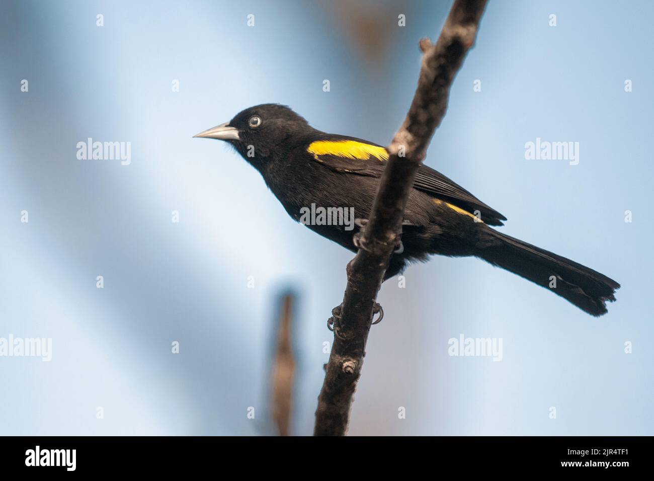 golden-winged cacique (Cacicus chrysopterus), perched on a branch ...