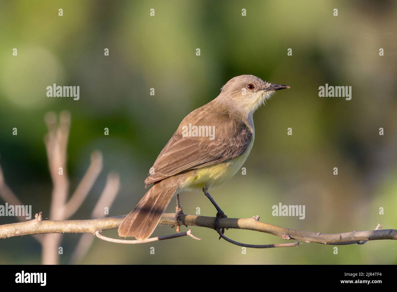 Cattle Tyrant (Machetornis rixosa), perched on a branch, Brazil ...