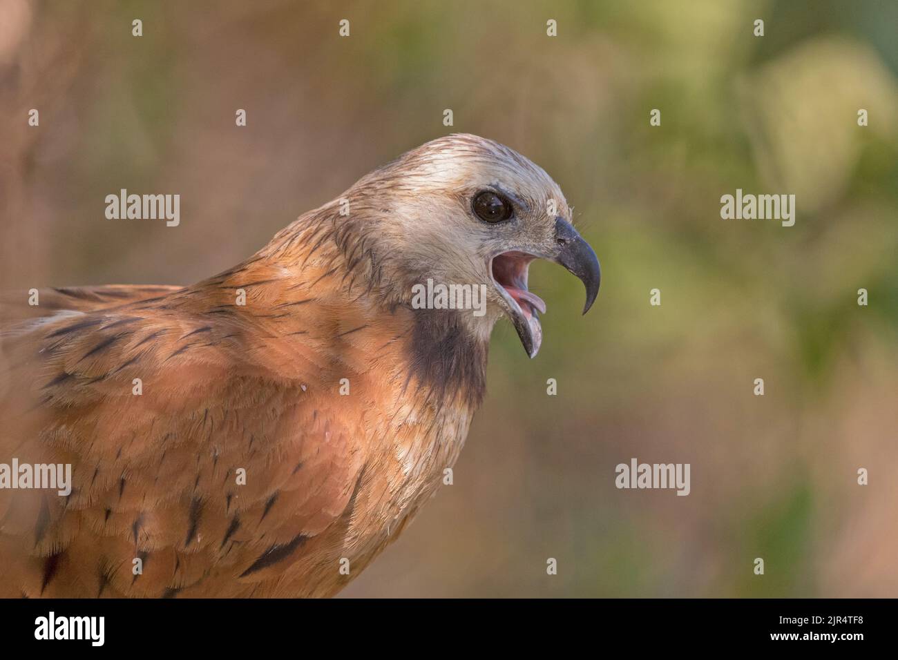 black-collared hawk (Busarellus nigricollis), calls, portrait, Brazil ...