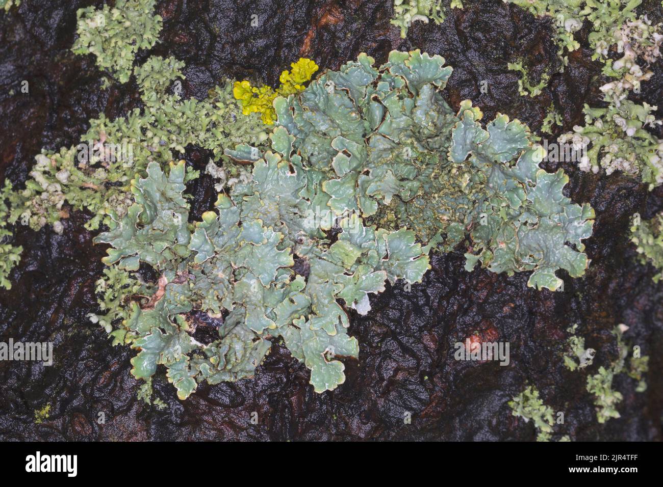 Hammered shield lichen, Cracked-shield lichen, Powdered crottle ...