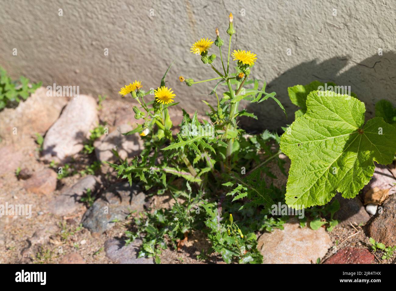 Common sow thistle, Annual sow thistle, Common sow thistle, Small sow ...