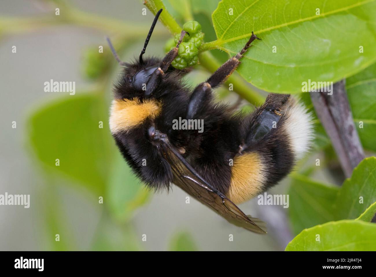 buff-tailed bumble bee (Bombus terrestris ssp. dalmatinus), female sits ...