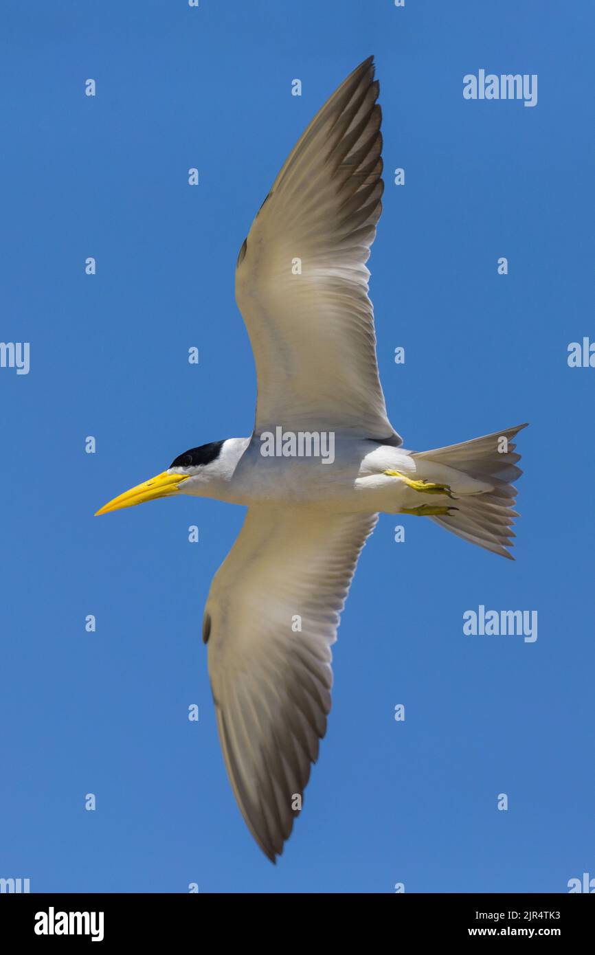 large-billed tern (Phaetusa simplex), in flight at blue sky, Brazil, Pantanal Stock Photo - Alamy