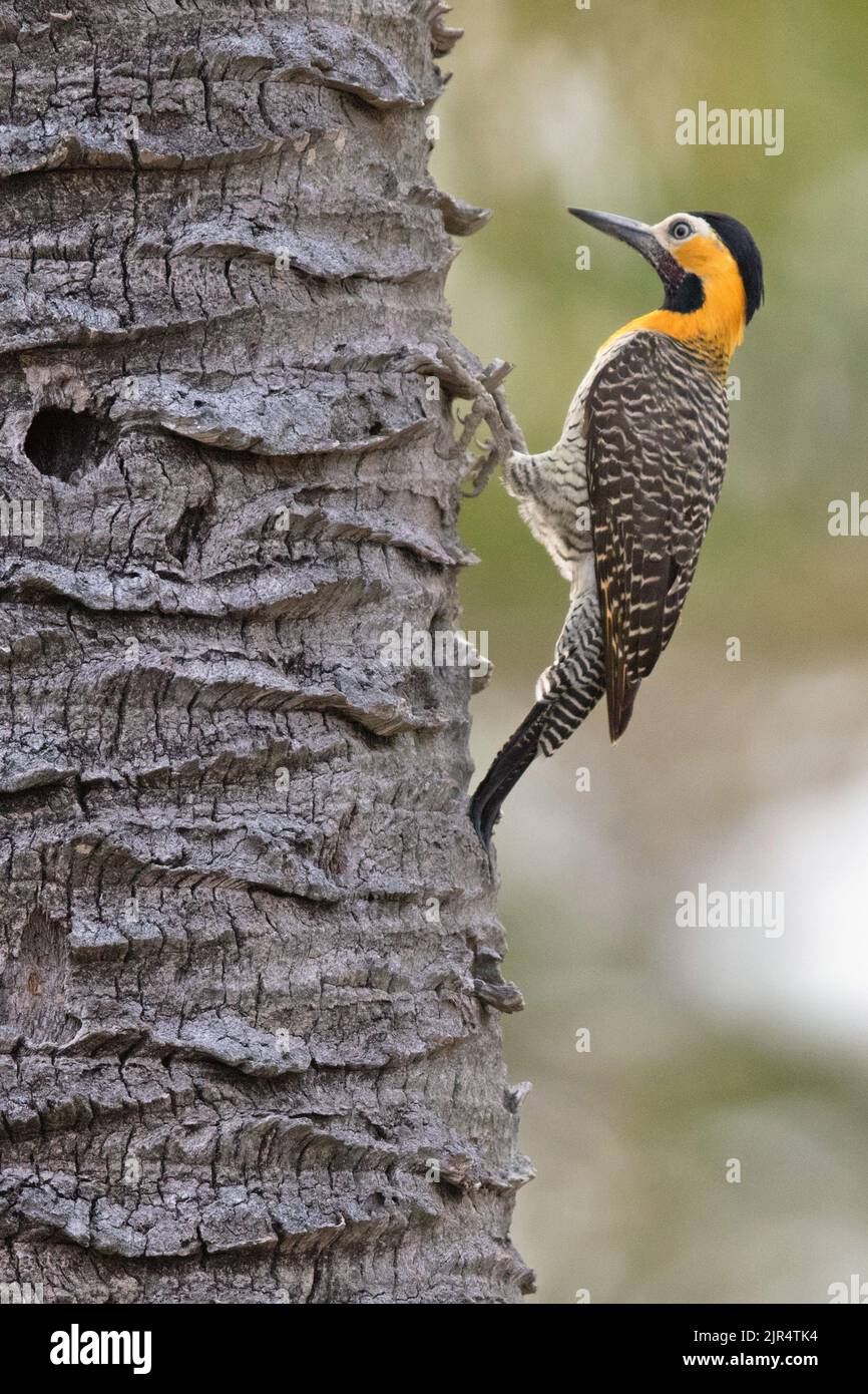 campo flicker (Colaptes campestris), female perched at a tree trunk ...