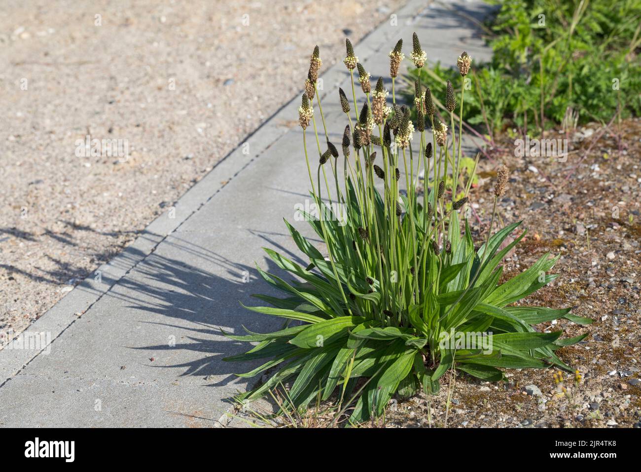 Rib grasses hi-res stock photography and images - Alamy