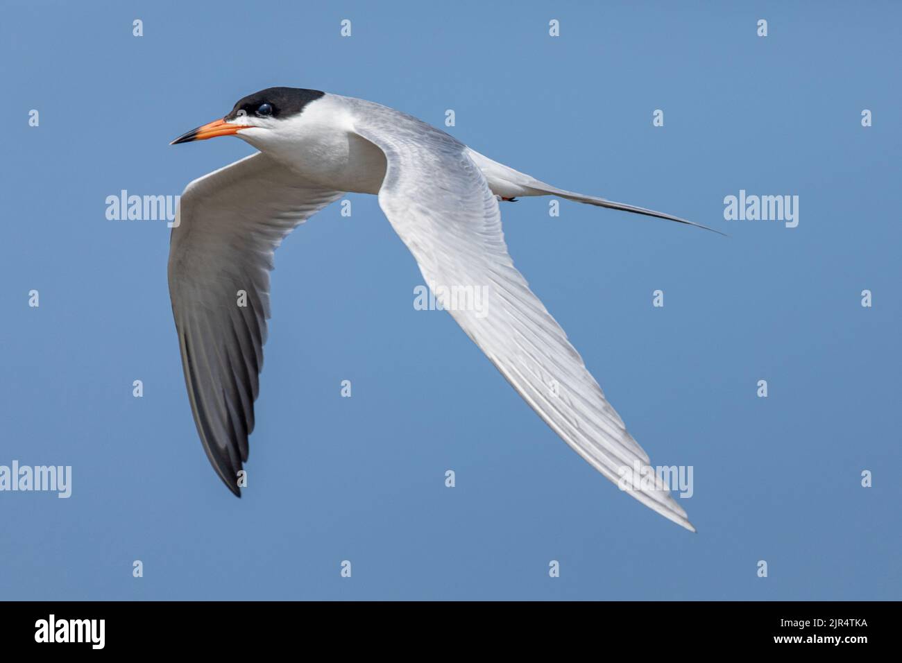 forster's tern (Sterna forsteri), in flight, Canada, Manitoba, Delta ...