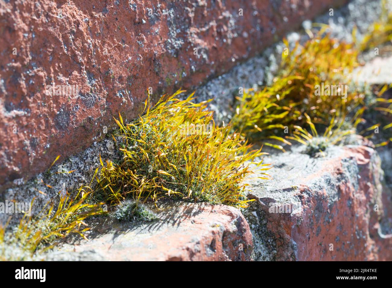 Tortula Moss, wall screw-moss (Tortula muralis), grows in the gaps of a ...
