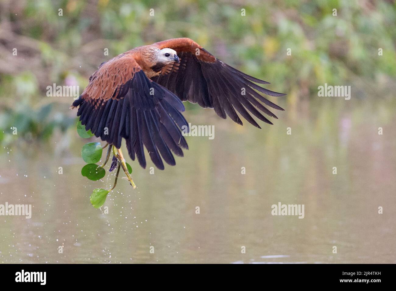 black-collared hawk (Busarellus nigricollis), in flight with plant in ...