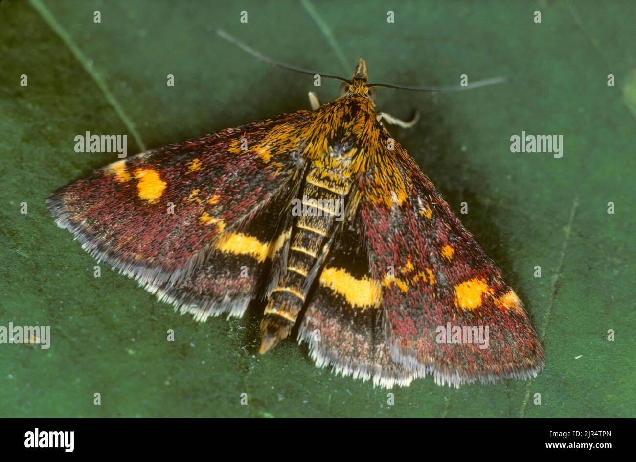 Common Purple and Gold, mint moth (Pyrausta aurata), sits on a leaf ...