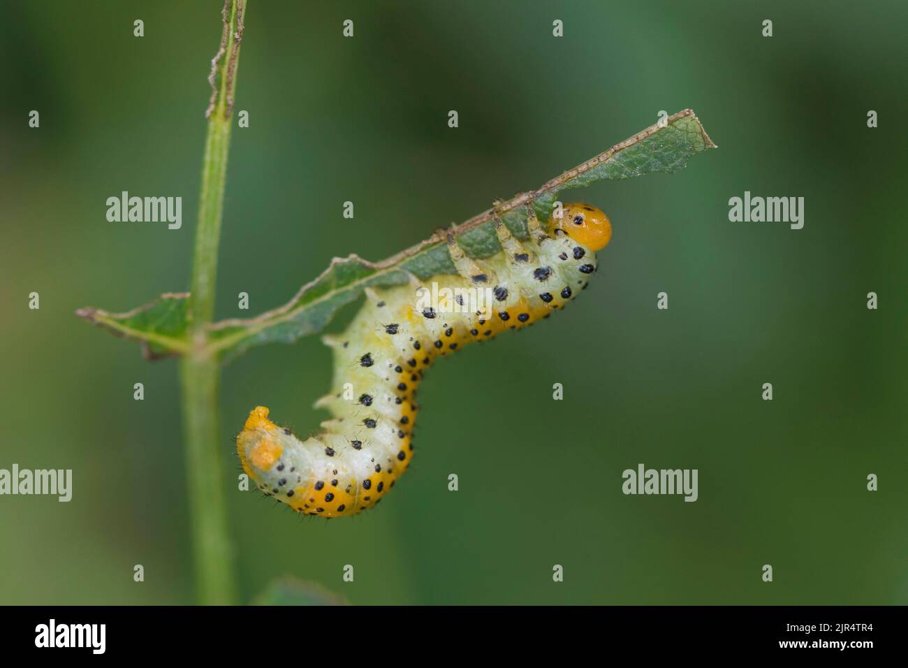 rose sawfly (Arge ochropus, Arge rosae), larva feeds on a rose, Germany ...