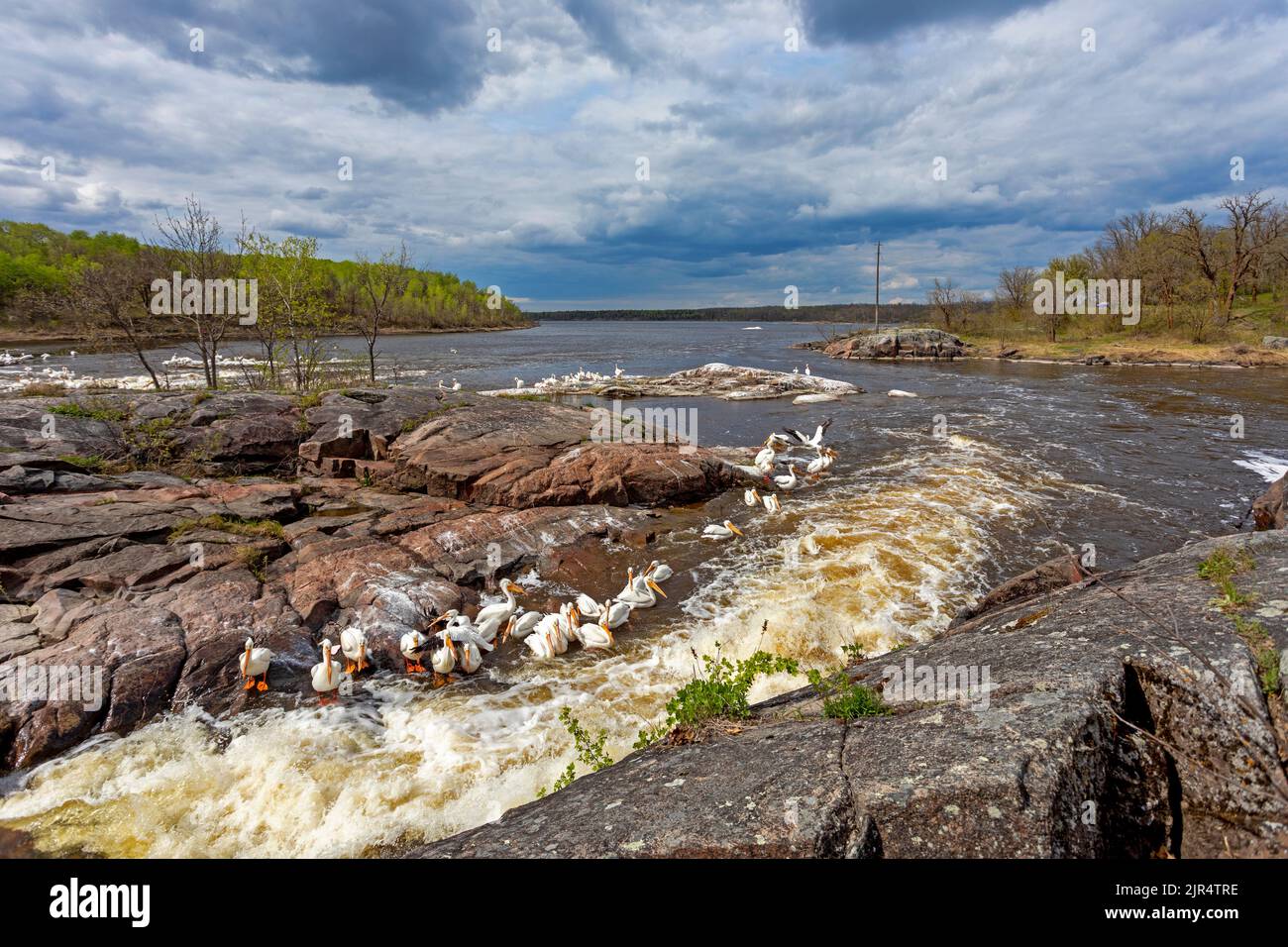 Provincial bird of manitoba hi-res stock photography and images - Alamy