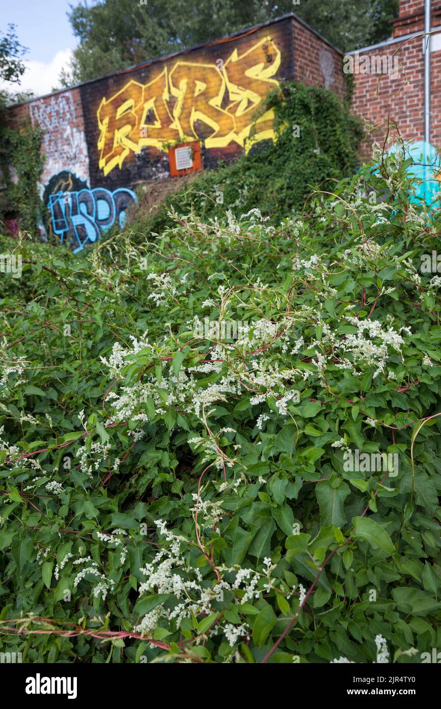 Russian-vine, Bukhara fleeceflower, Chinese fleecevine, mile-a-minute ...