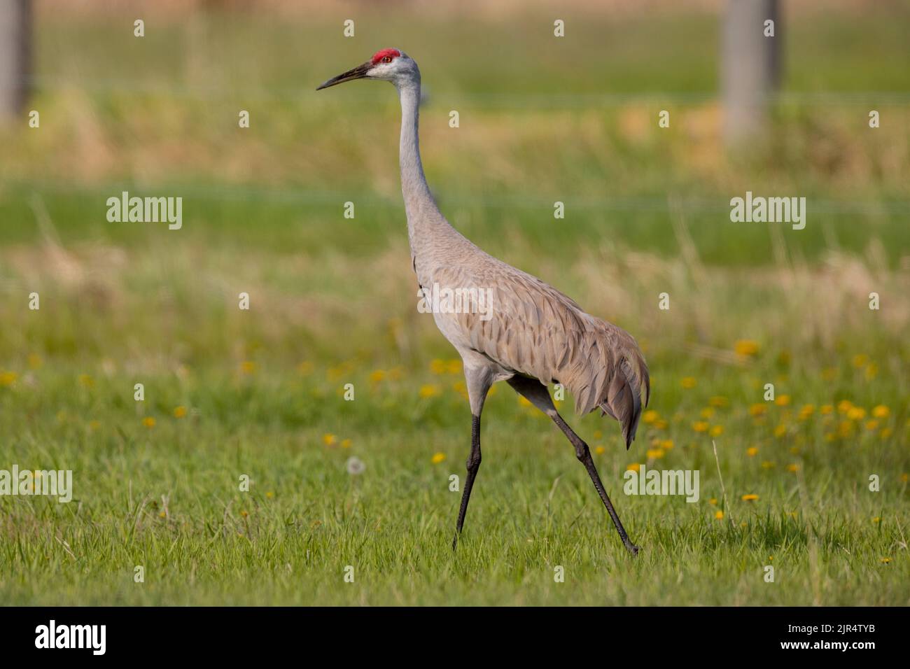 Antigone canadensis walks hi-res stock photography and images - Alamy