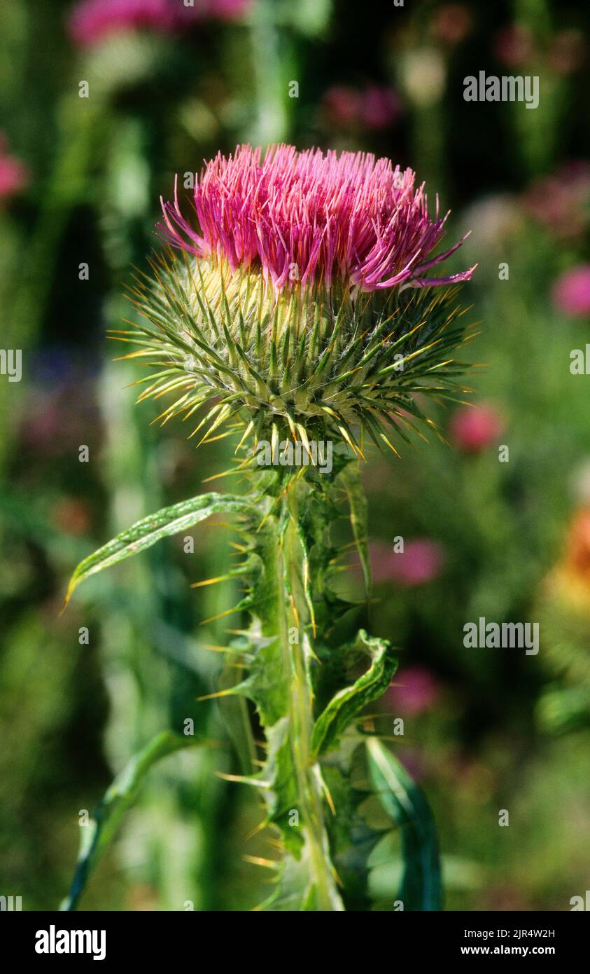 cotton thistle, scotch thistle (Onopordum acanthium), blooming, Germany ...