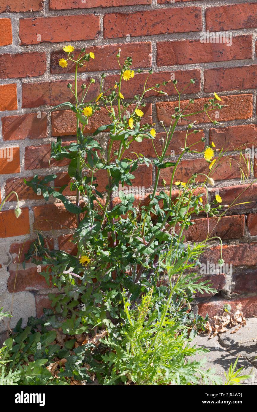 Common sow thistle, Annual sow thistle, Common sow thistle, Small sow ...