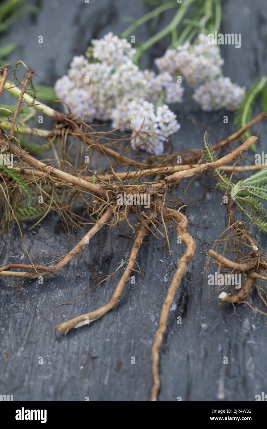 common yarrow, milfoil (Achillea millefolium), roots, Germany Stock Photo - Alamy