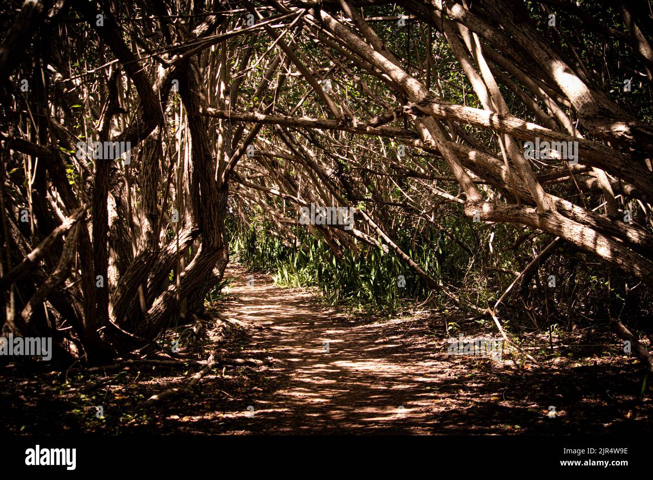 A beautiful scenery of dense, tangled and dark forest with shadows of ...