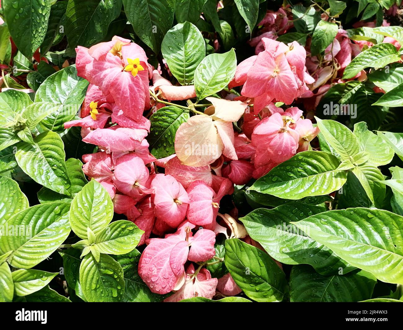 Pink paper fan flowers and plants Stock Photo - Alamy