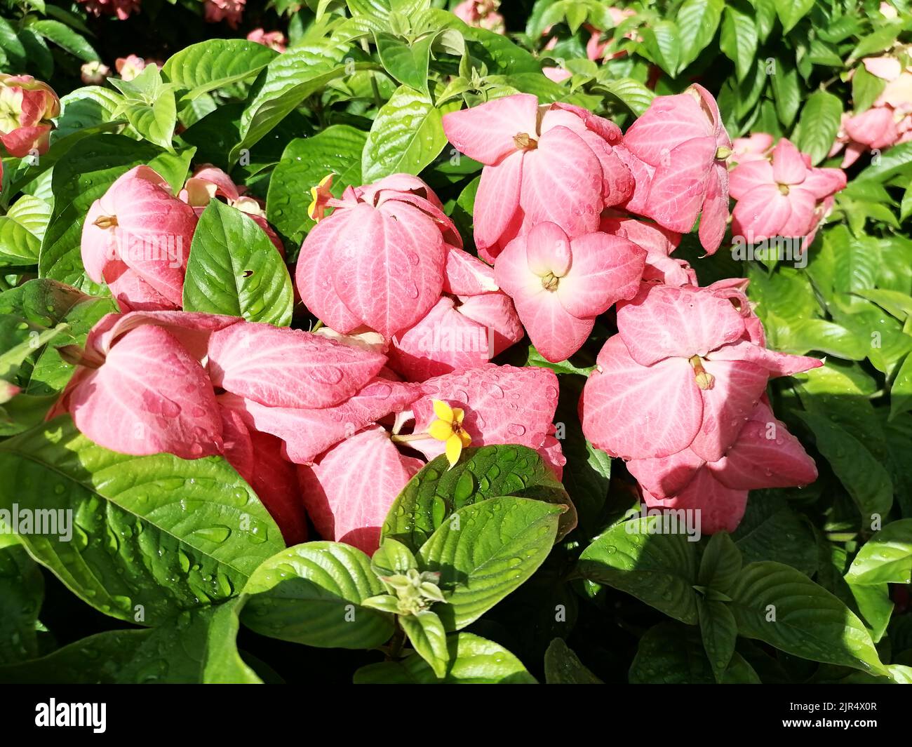 Pink paper fan flowers and plants Stock Photo - Alamy