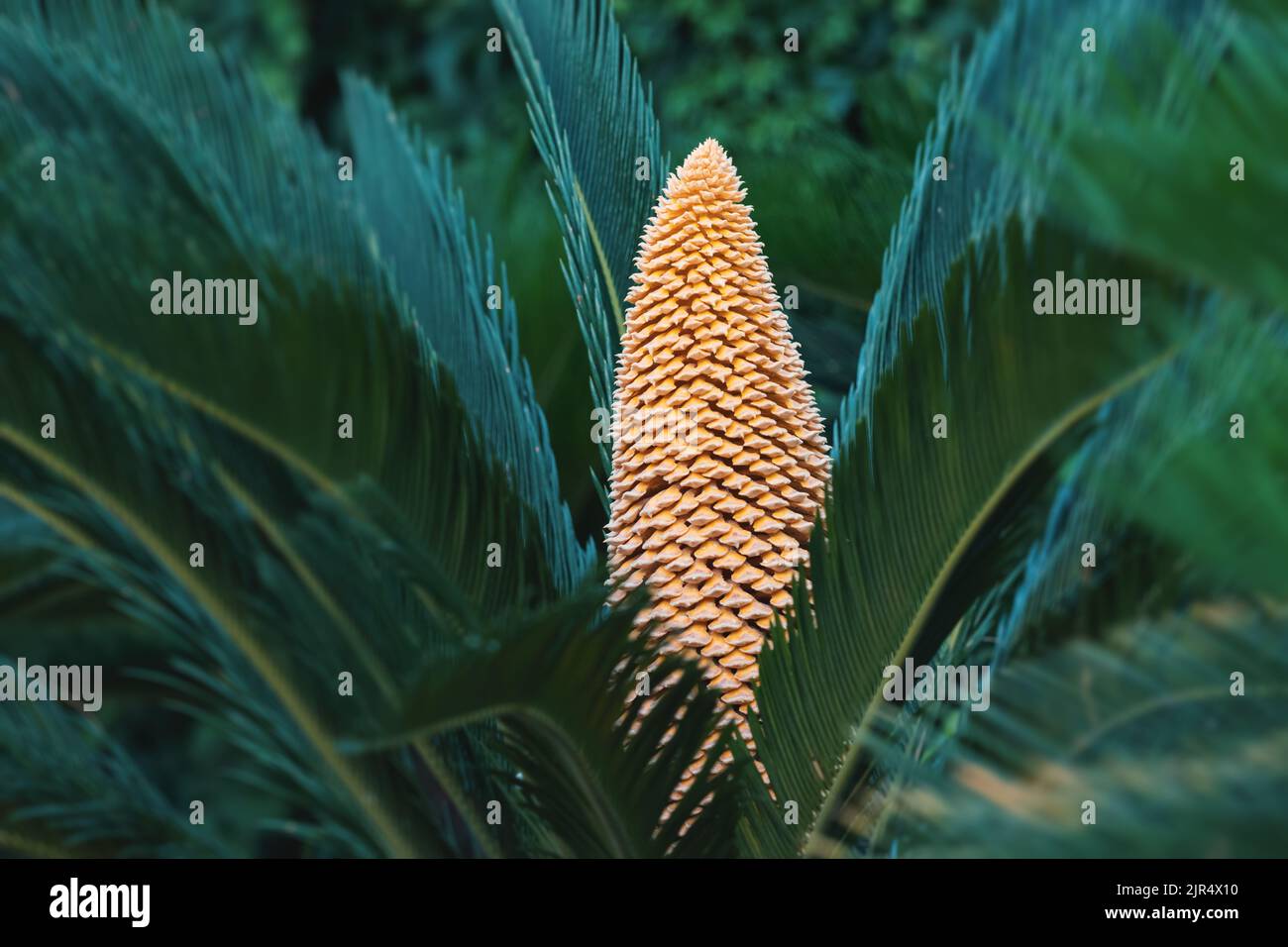 Sago Cycas palm bloomig in city park as ornamental and decoative plant ...