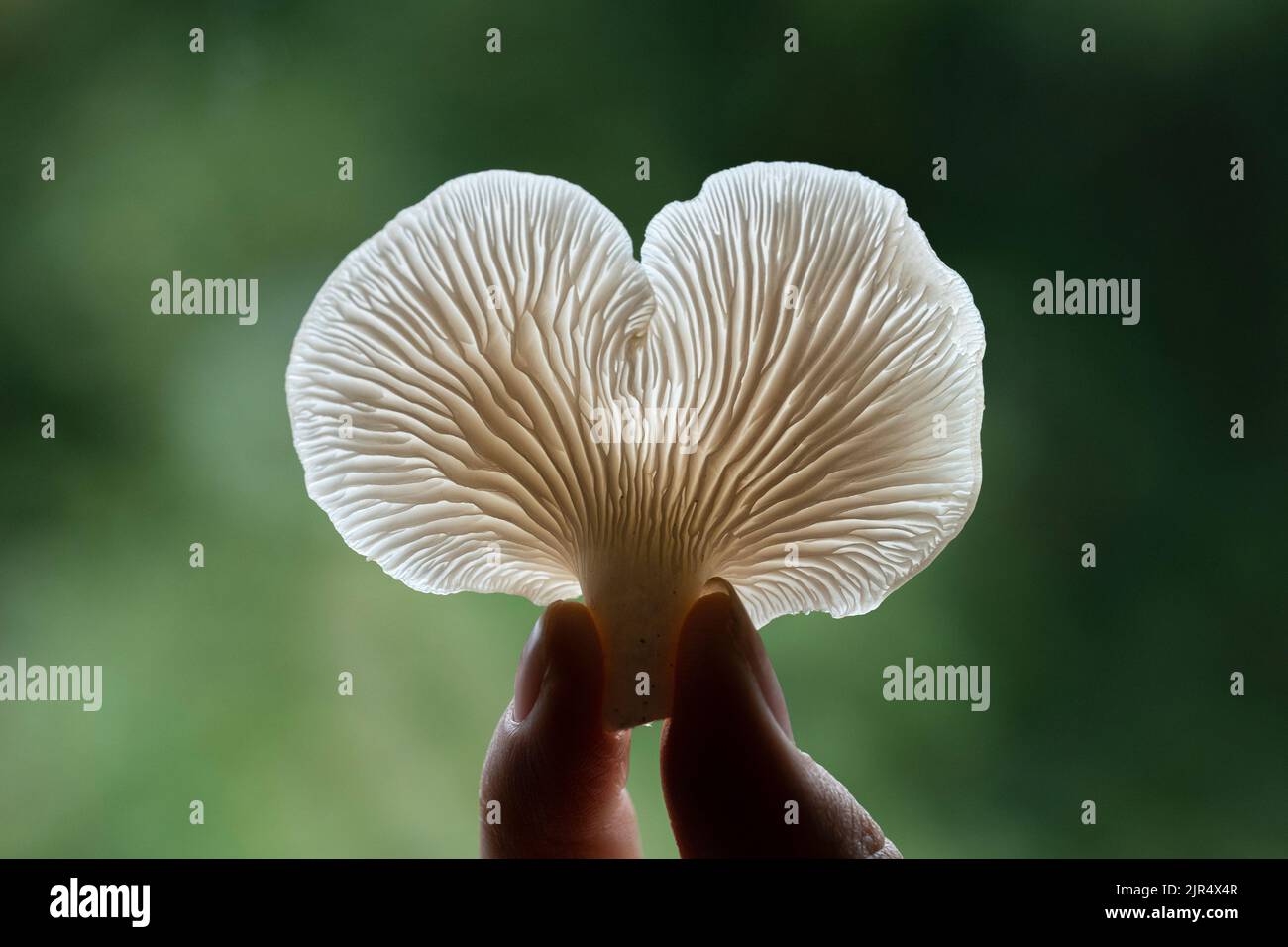 A closeup of a fresh heart shaped oyster mushroom (Pleurotus ...