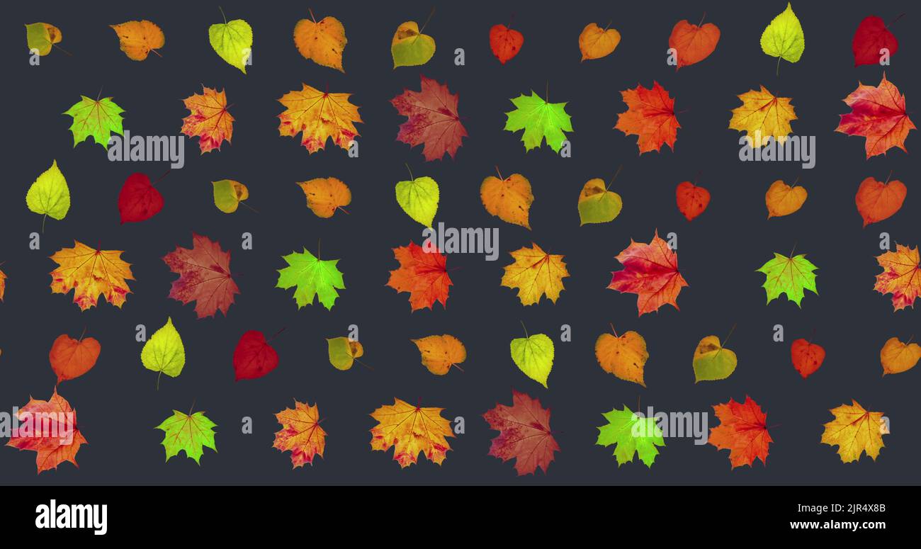 Animated pattern of rotating dry autumn leaves with congratulations on ...