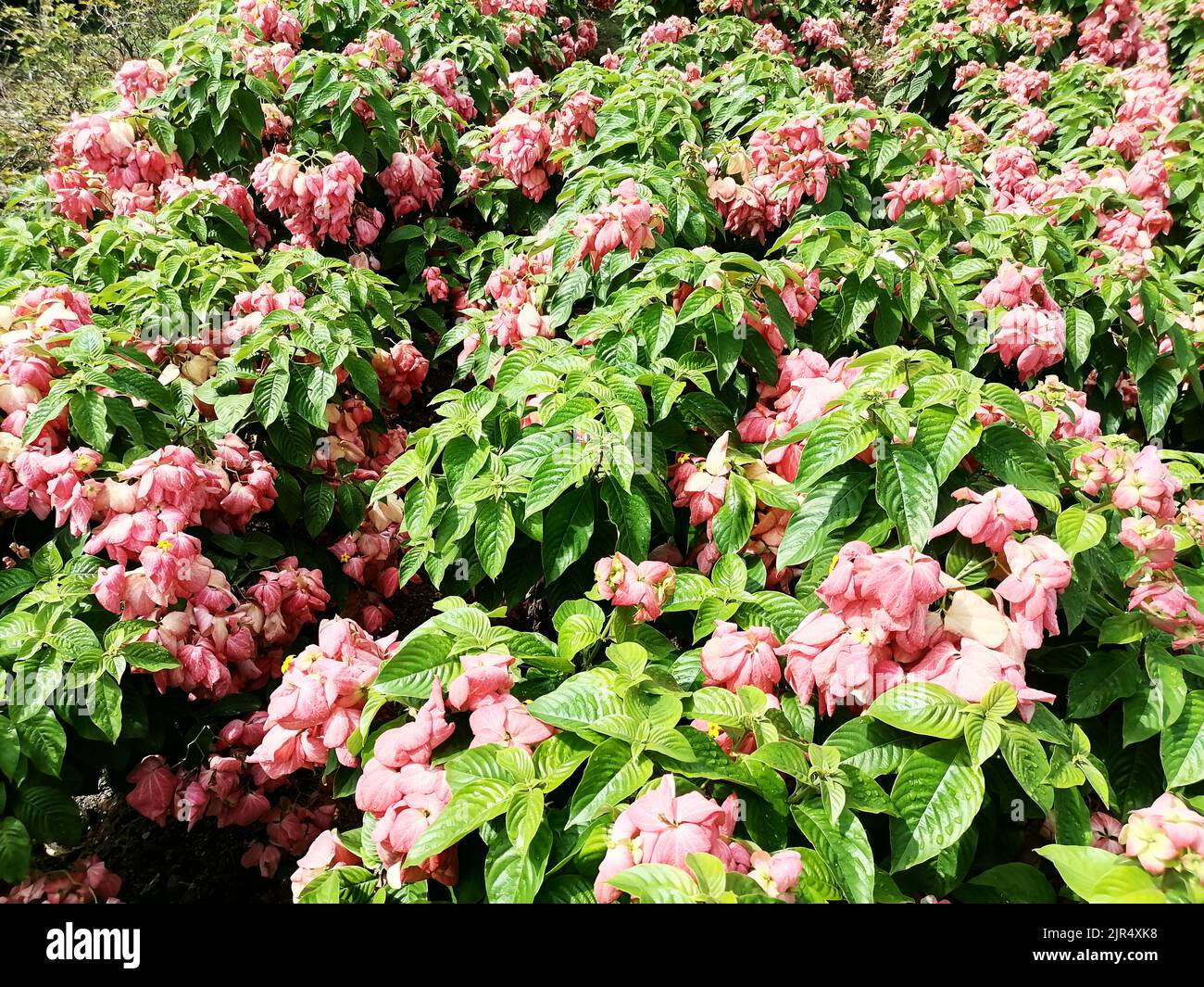 Pink paper fan flowers and plants Stock Photo - Alamy