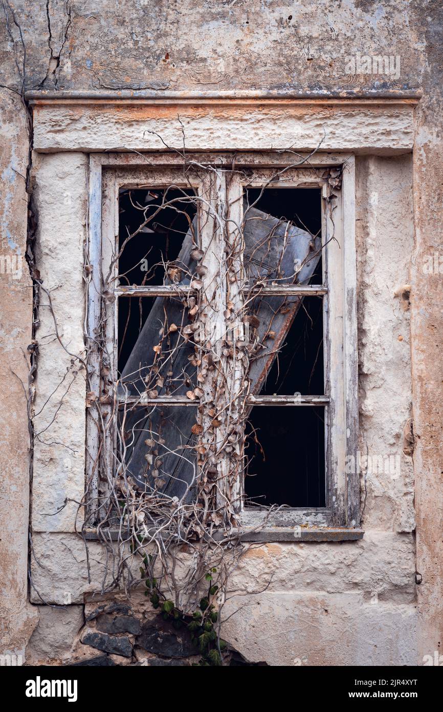 An old broken rural window without glass with a dry vine hanging on the ...