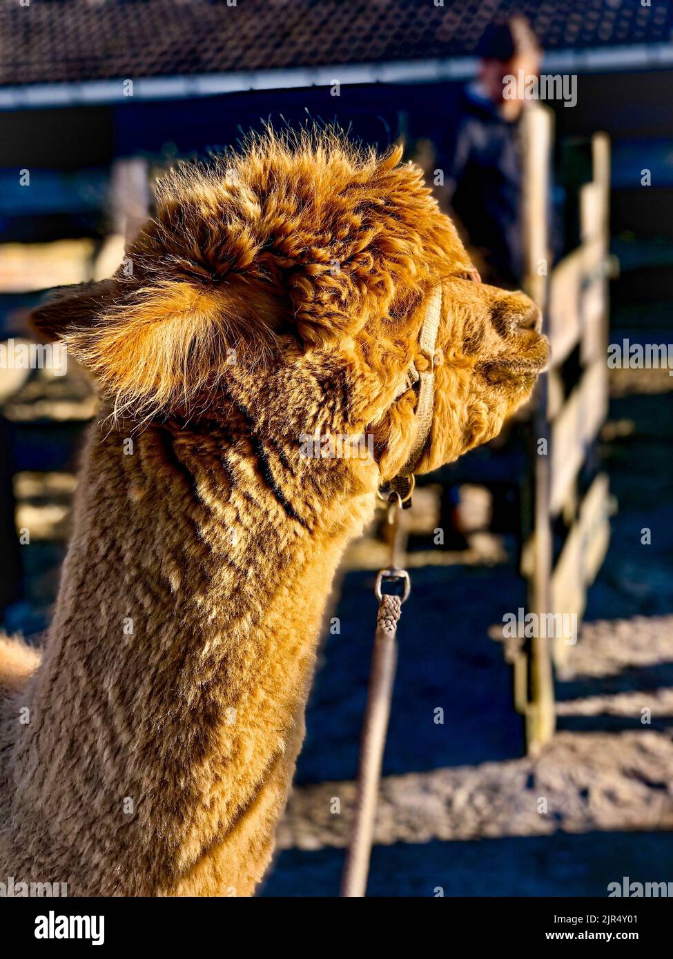 A vertical shot of the wild camel's head Stock Photo - Alamy