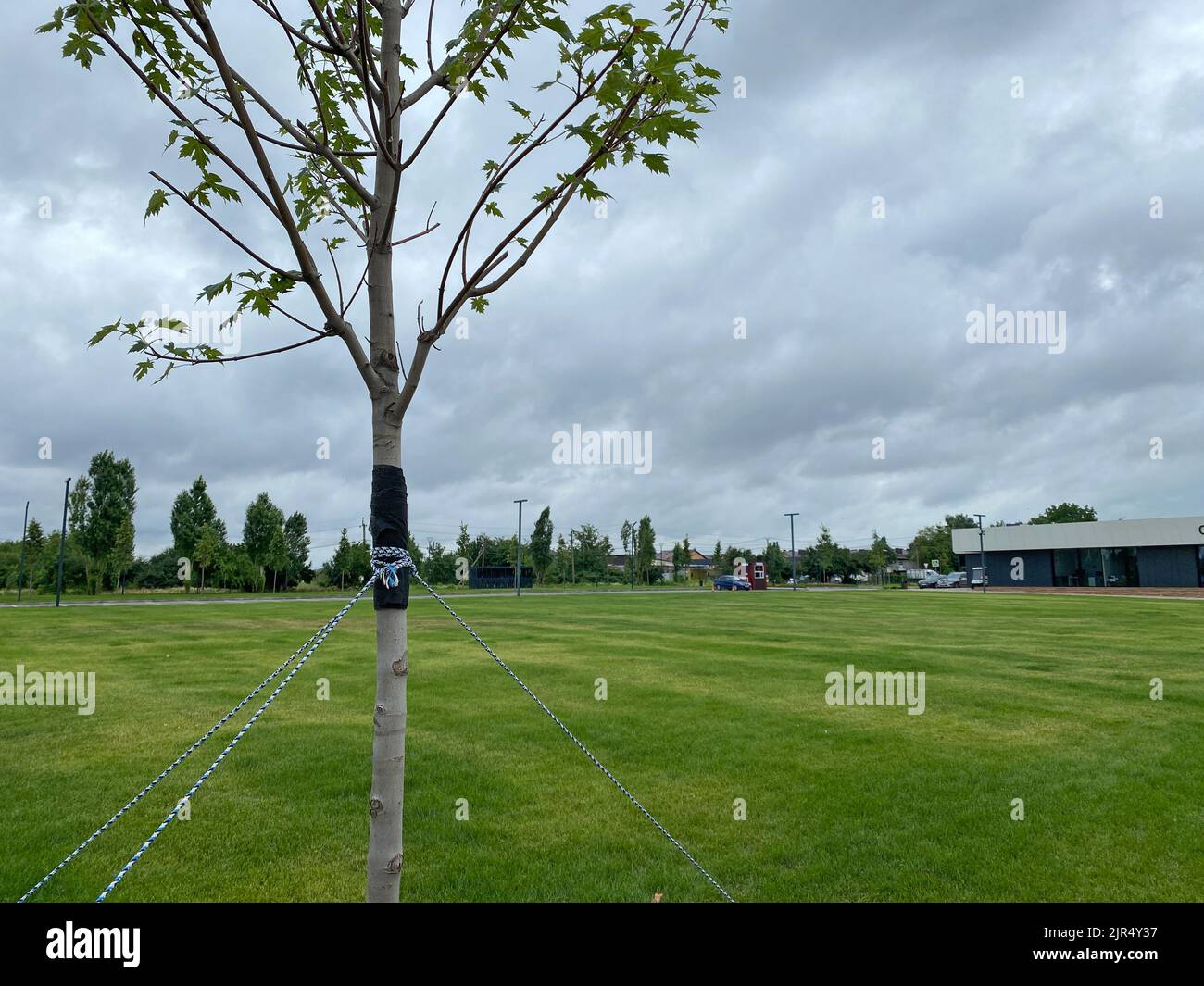 Garter of young trees. Strengthening a young tree with ropes. Garter a ...